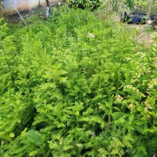 Pokok Rhu Ronan / Rhu Gunung | Shopee Malaysia