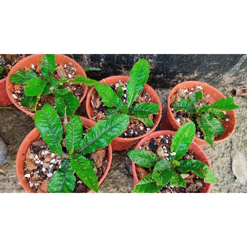 Pokok Rare | Tapak Sulaiman, Tutup bumi, Elephantopus scaber, tapak ...