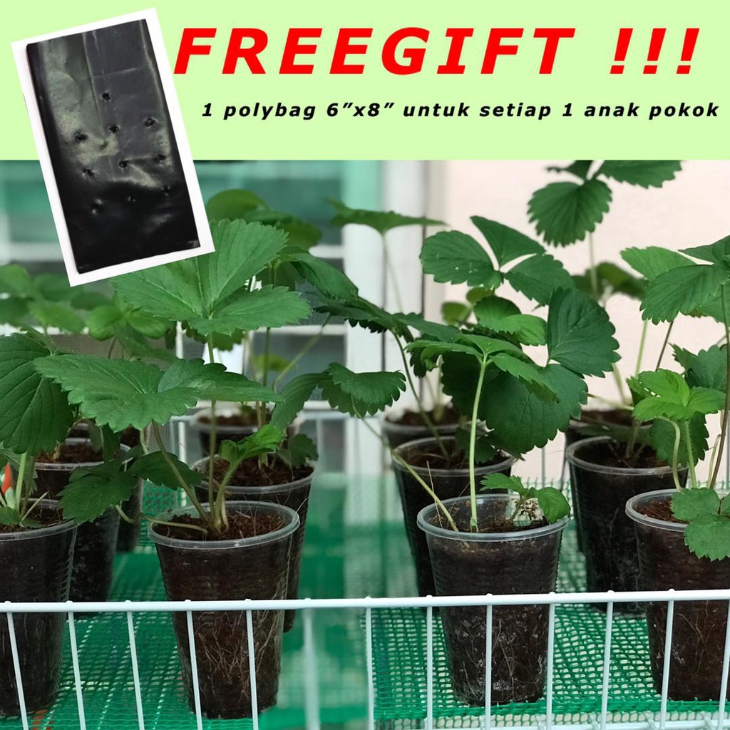 Anak Pokok Strawberry Tanah Rendah JSC | Shopee Malaysia