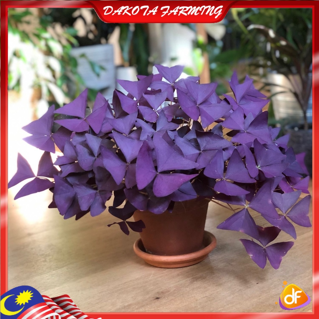 Anak Pokok Bunga Rama-Rama Purple Wood Sorrel Oxalis Triangularis ...