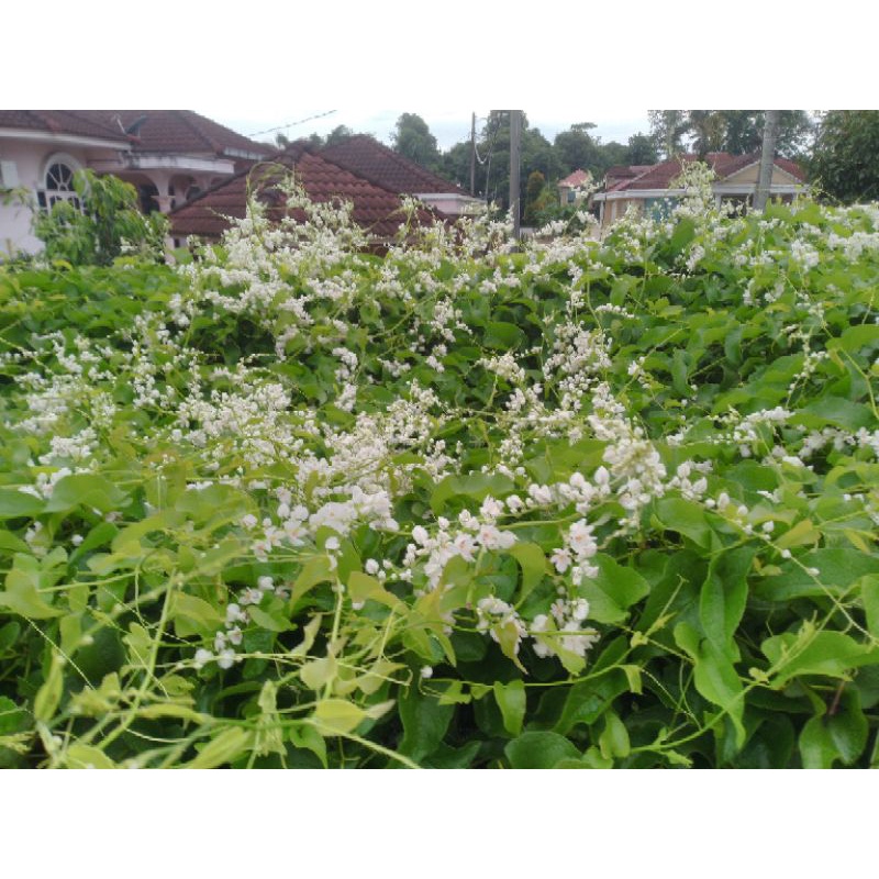 Pokok Air Mata Pengantin Putih.( Anak Pokok ) VIRAL. | Shopee Malaysia