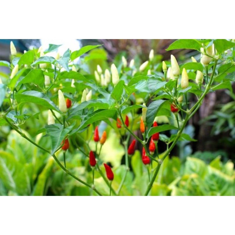 benih pokok cili padi 5 seed - bird's Eye Chilli seeds seed vithai ...