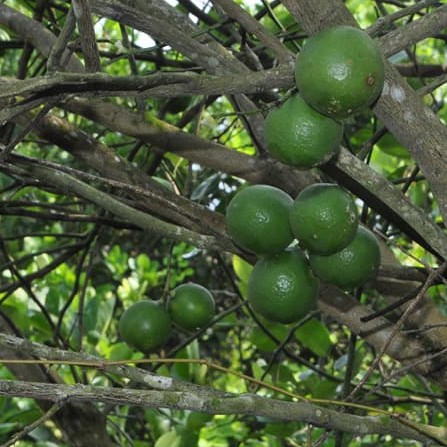 BUAH SEGAR LIMAU NIPIS GRED TERBAIK BESAR 1KG | Shopee Malaysia