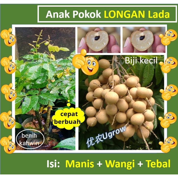 Anak Pokok Longan Lada Hitam Longan Laici 胡椒龙眼 树苗 | Shopee Malaysia
