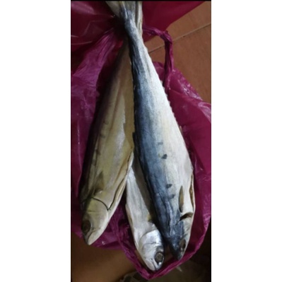 IKAN TALANG PADI MASAM.. GEBU dan MOIST | Shopee Malaysia