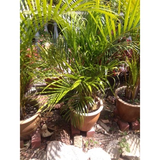 Pokok hidup beserta pasu untuk hiasan ( Palm Tree ) | Shopee Malaysia