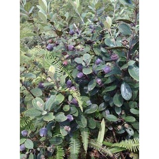 Pokok Kemunting .. Pokok Legend/ Liar dan makin pupus | Shopee Malaysia
