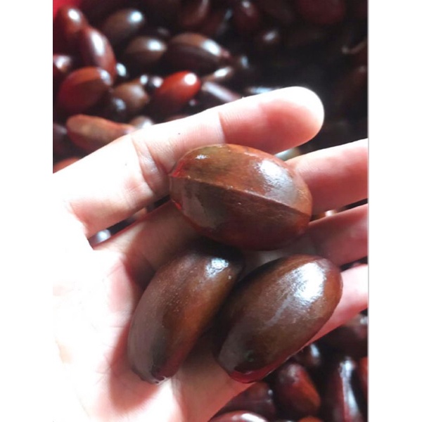 BUAH PERAH SIAP REBUS 1KG dijamin murah ready stock | Shopee Malaysia