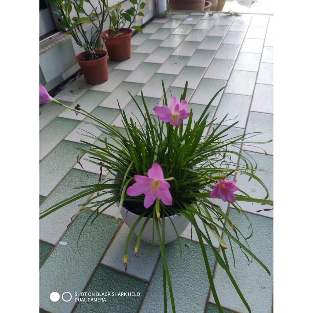 POkok Kucai (bunga pink) | Shopee Malaysia