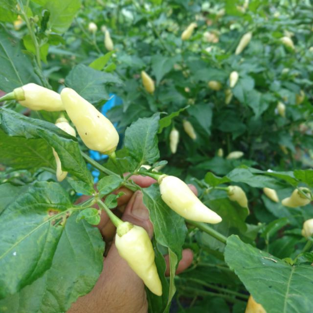 Cili putih 20 biji benih rm1.90 | Shopee Malaysia