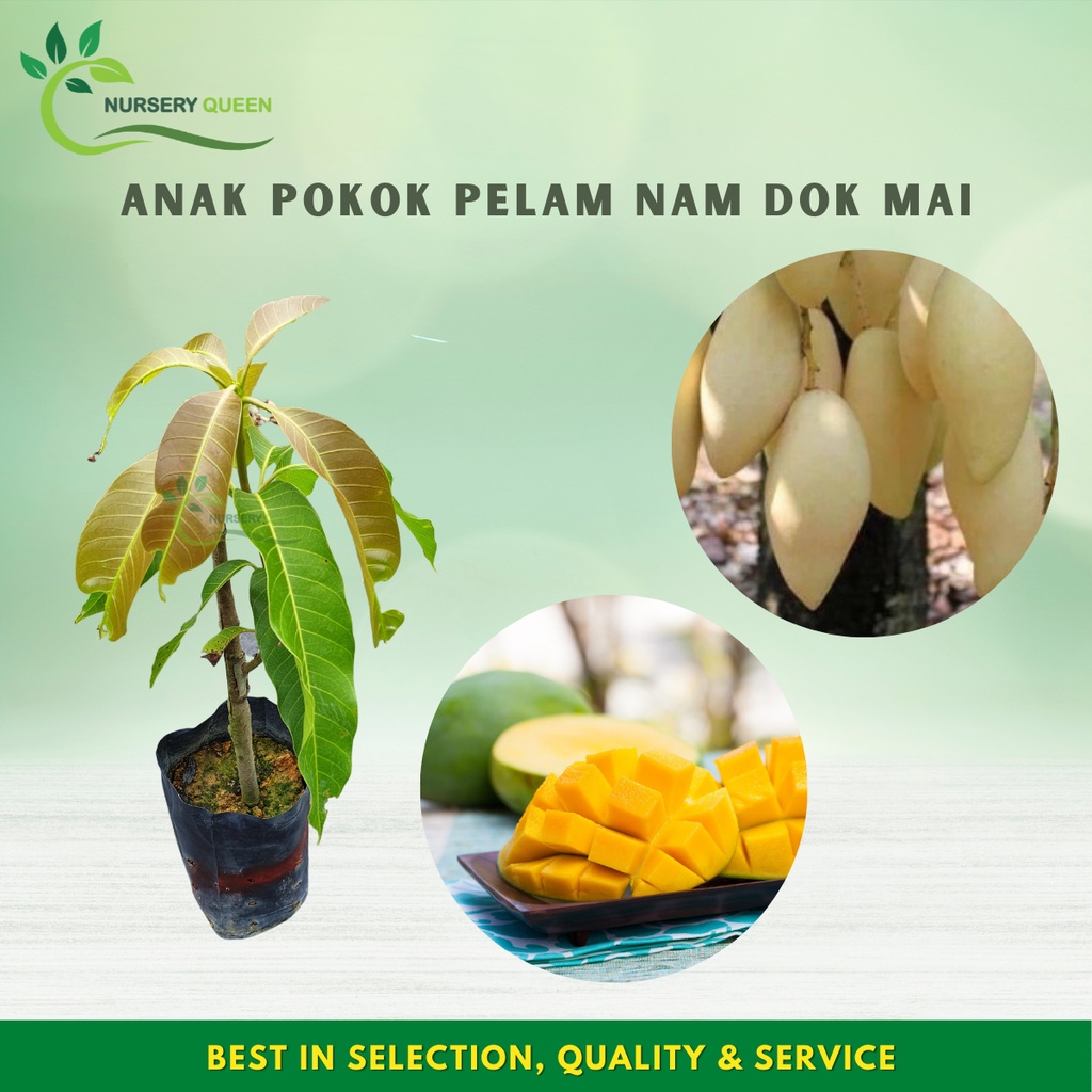 Anak Pokok Hidup Pelam Mangga [Max of 4 trees each parcel] Thailand ...