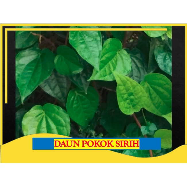 DAUN POKOK SIRIH SEGAR [Daun 50g 40-50 helai] | Shopee Malaysia