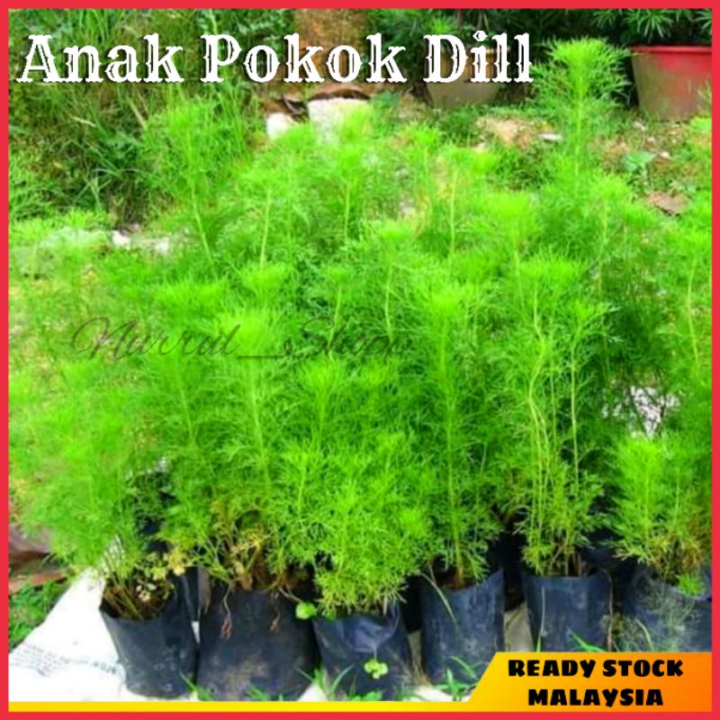 Anak Pokok Dill Herba Tanaman Hiasan Pokok Nyamuk Ulam Mak Wan | Shopee ...