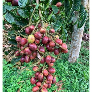 Longan Brazil (buah 3rasa)(durian+rambutan+laici) | Shopee Malaysia