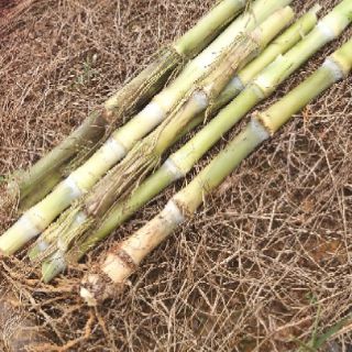 Anak pokok Tebu telur (1 anak pokok 1 harga) | Shopee Malaysia