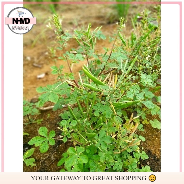 5g dan 12g Benih Maman / Cleome Gynandra Benih Baru (MAMAN SAYUR ...