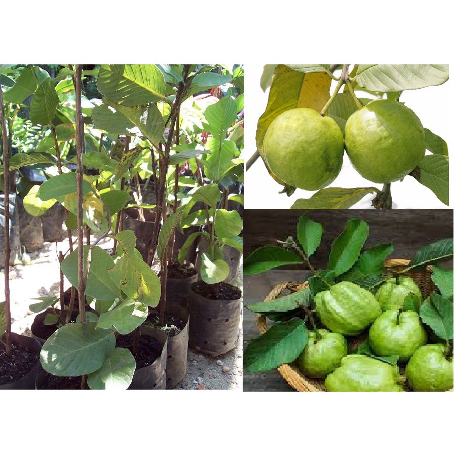 MDC-Lohan Guava Air-layered Sapling / Anak pokok Tut Jambu Batu Lohan ...