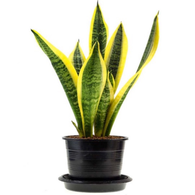 READY STOCK Sanseviera Trifasciata /Snake Plant Pokok Ular / lidah jin ...
