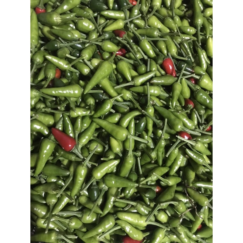 CILI PADI PEDAS (centil) 500g | Shopee Malaysia