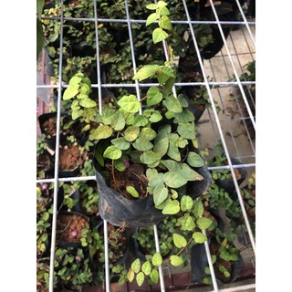 PBN - ficus pumila - pokok bunga nursery penutup dinding wall cover ...