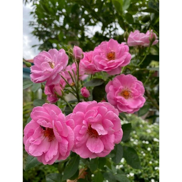 ROS THAI/SIAM ROSE OUTDOOR PLANT TAHAN PANAS HUJAN WANGI BUNGA BESAR POKOK HIDUP MURAH | Shopee ...