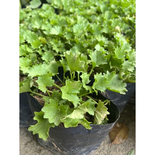 Pegaga Kampung / Ulam-ulaman dalam polybag | Shopee Malaysia