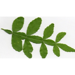 POKOK DAUN UBAT KENCING MANIS DIABETES LEAVE HAS POWER TO REDUCE ...