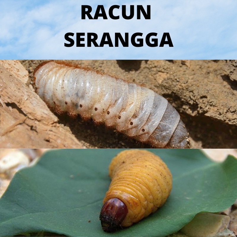 Ulat Kayu / Mulong Sago Worms (Racun Serangga) | Shopee Malaysia
