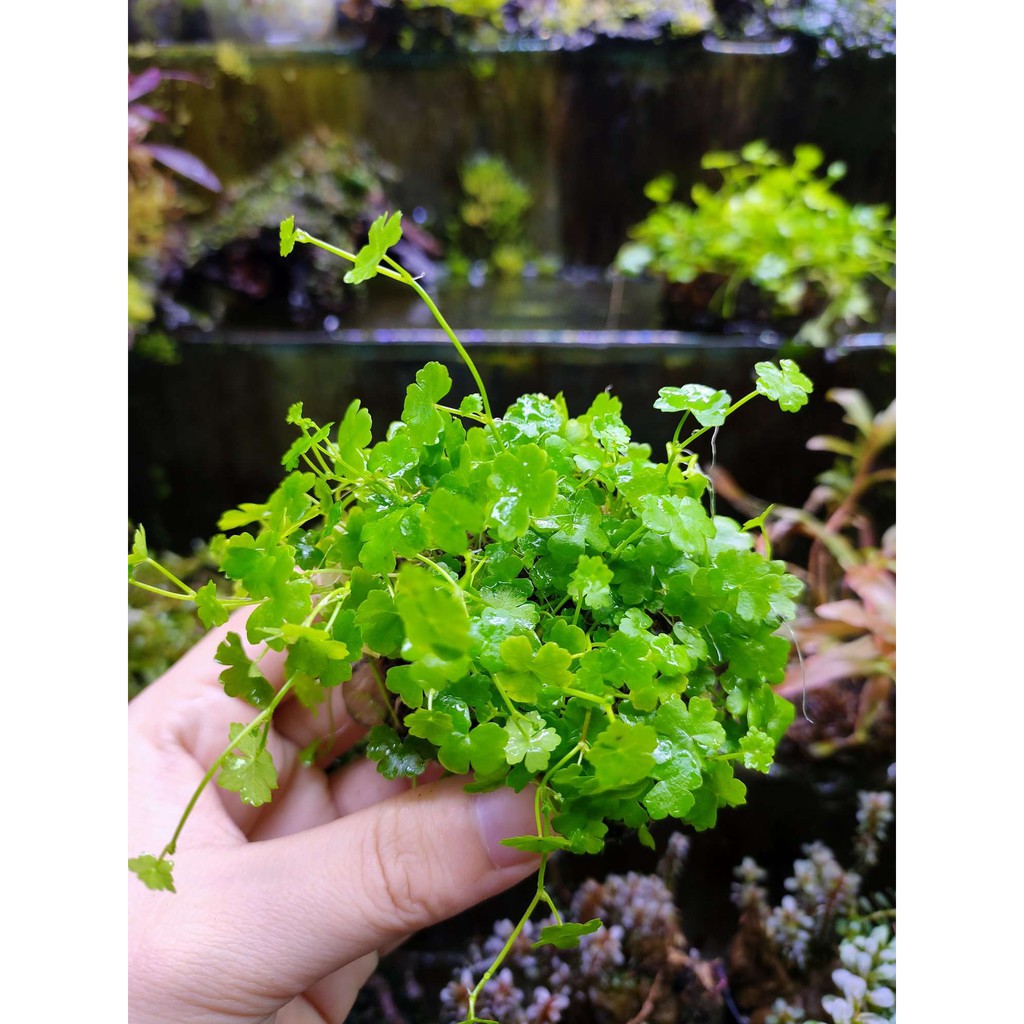 Hydrocotyle Tripartita 'Japan' / Australia (Aquatic Plant / Aquarium ...