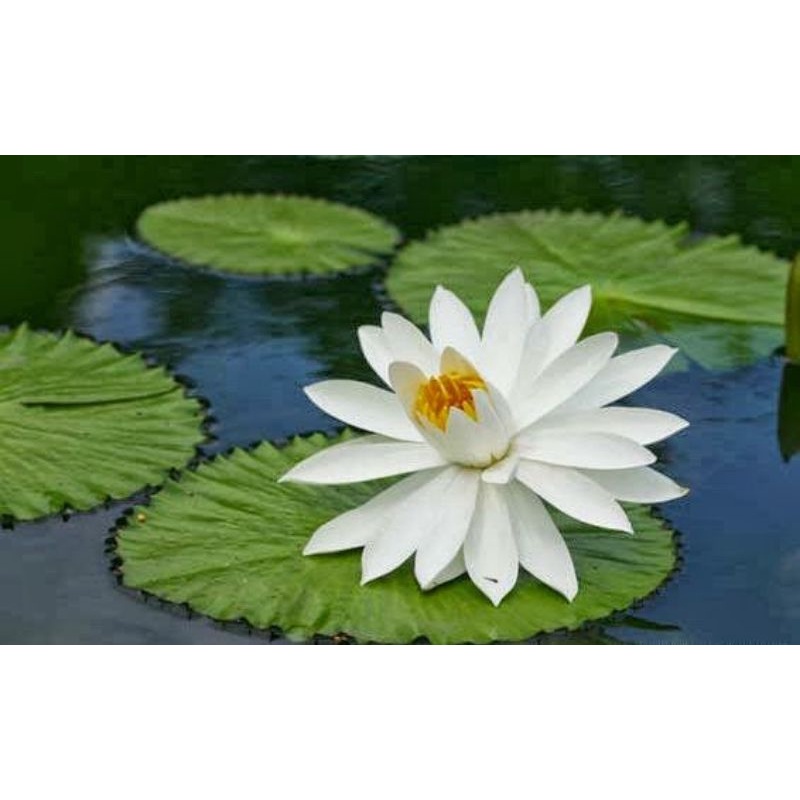 Pokok Terataiwaterlily Shopee Malaysia