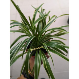Spider plant (pokok labah labah)-air purifying indoor plant | Shopee ...