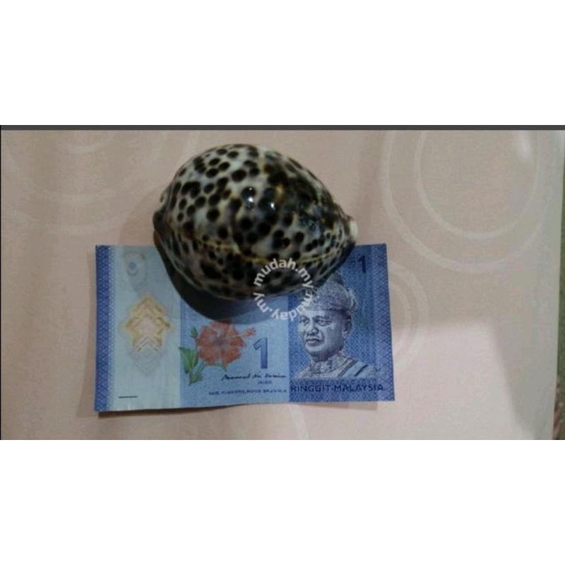 cowrie seashell Kaori seashell | Shopee Malaysia