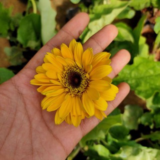 Pokok Bunga Daisy Kampung/ Banyak pilihan -warna random | Shopee Malaysia