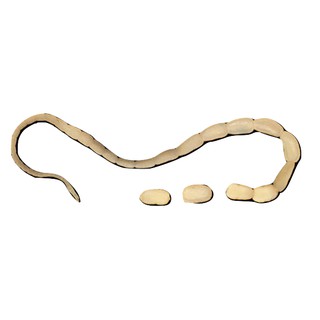 UBAT CACING KUCING TABLET CACING PITA CACING BULAT CACING KERAWIT ...