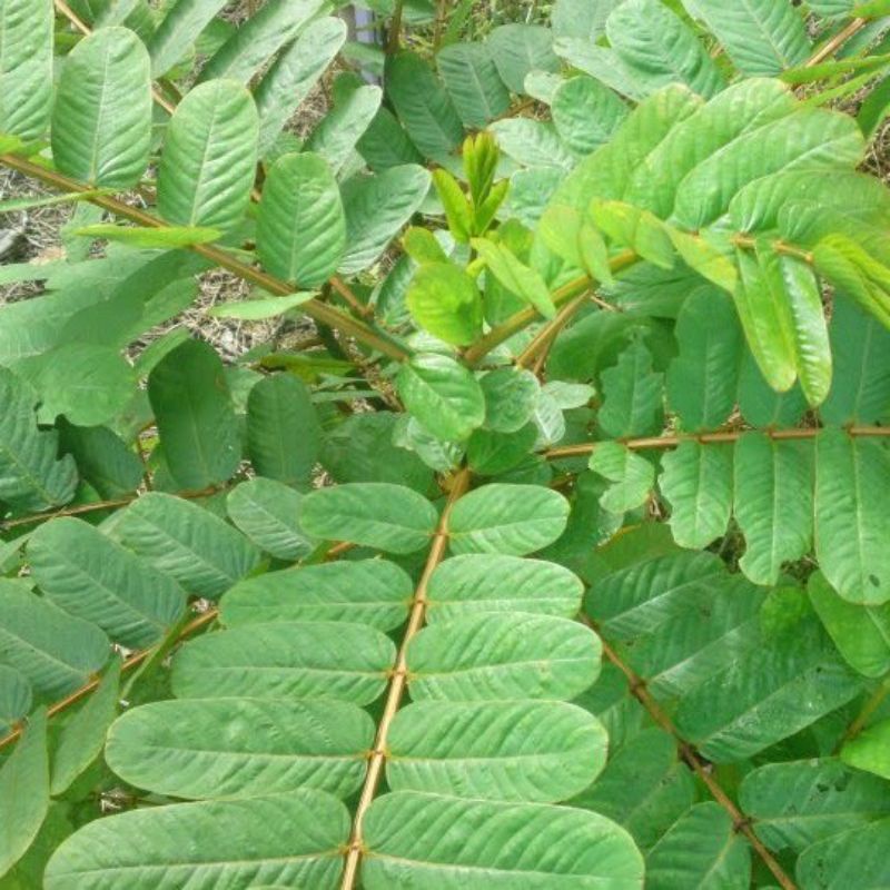 Daun gelenggang ubat tradisional 12 helai. | Shopee Malaysia