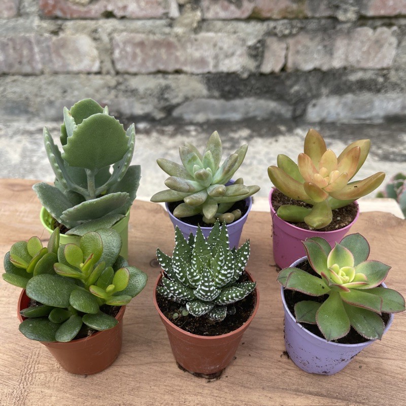 Cactus &succulent (6 pot) | Shopee Malaysia