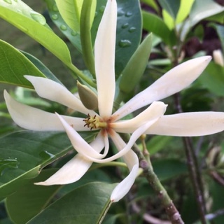 pokok bunga cempaka biasa wangi warna KUNING / PUTIH | Shopee Malaysia