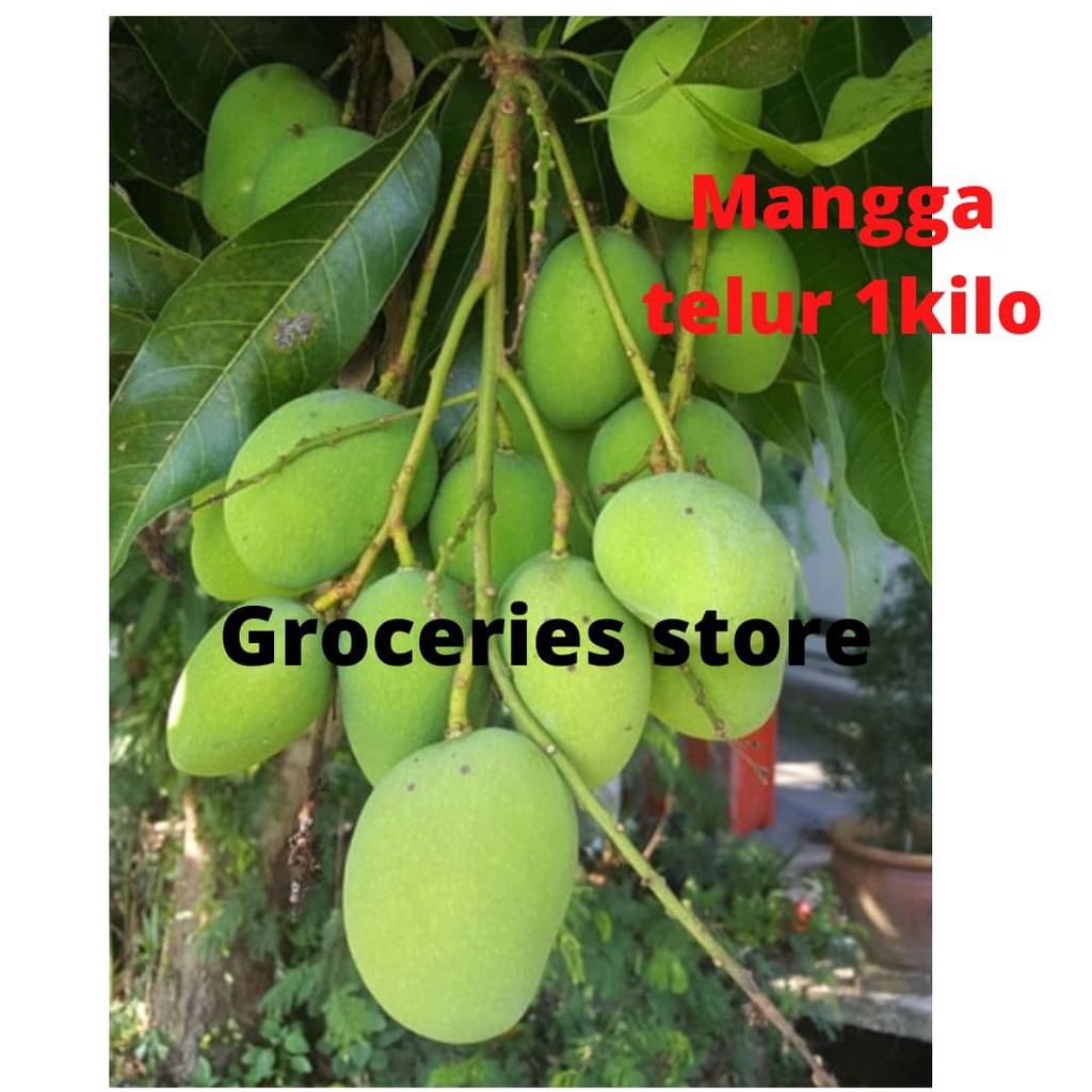 mangga telur/buah mangga putik 1kilo buah mangga muda pauh ringan ...
