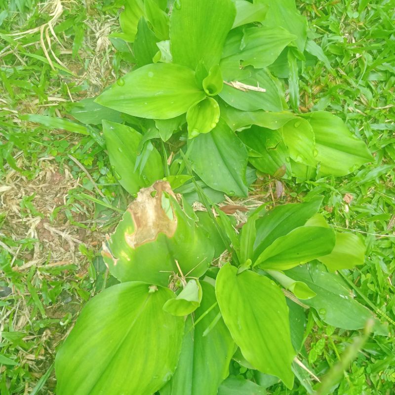 Pokok Kencur/Cekur/Kaempferia Galangga | Shopee Malaysia
