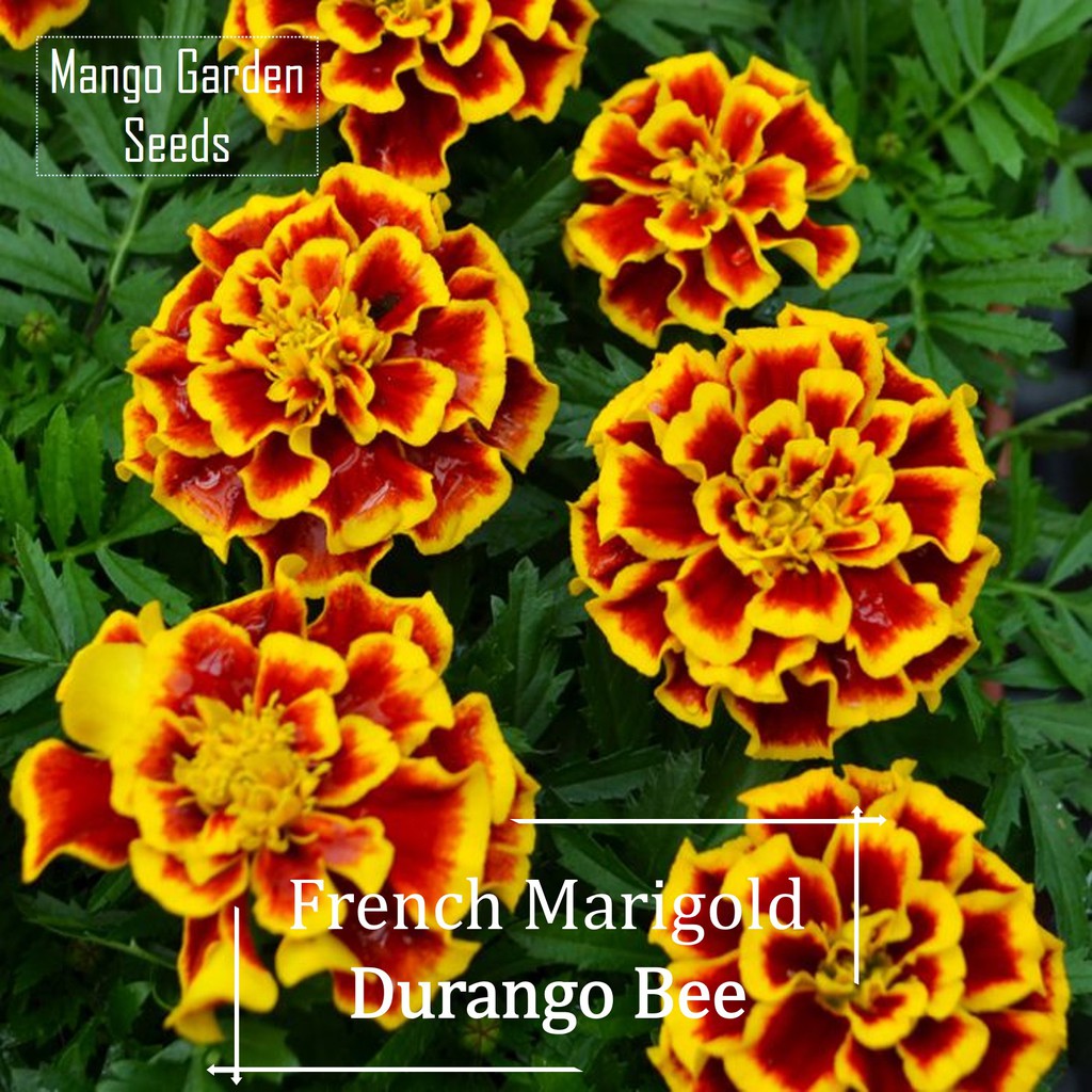 *Rare* French Marigold Durango Bee Flower Seeds - 100 Seed *Pot ...
