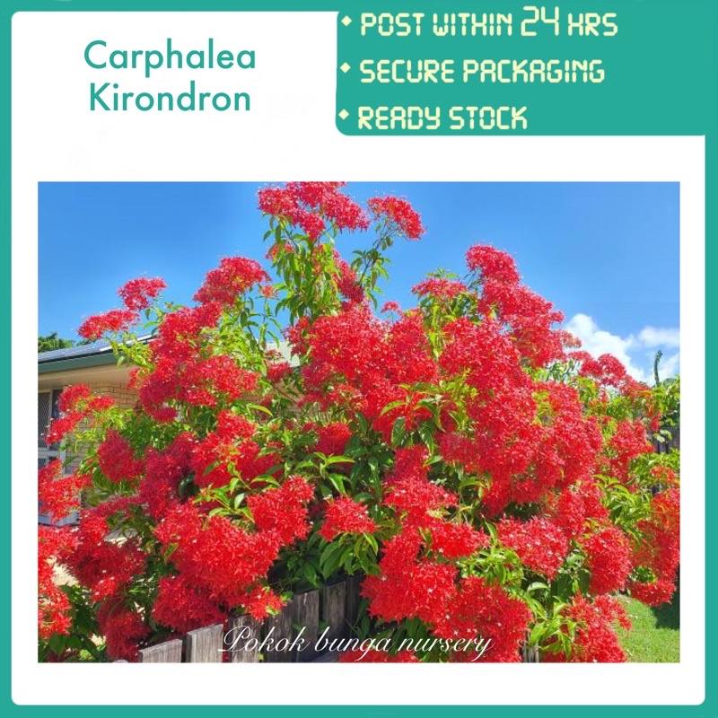 PBN - carphalea kirondron - pokok bunga nursery flaming beauty rubia ...