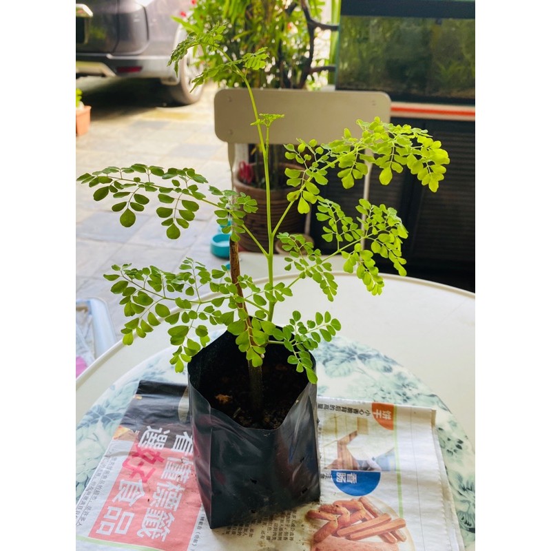 Live Moringa Plant / Pokok Moringa / 辣木 | Shopee Malaysia