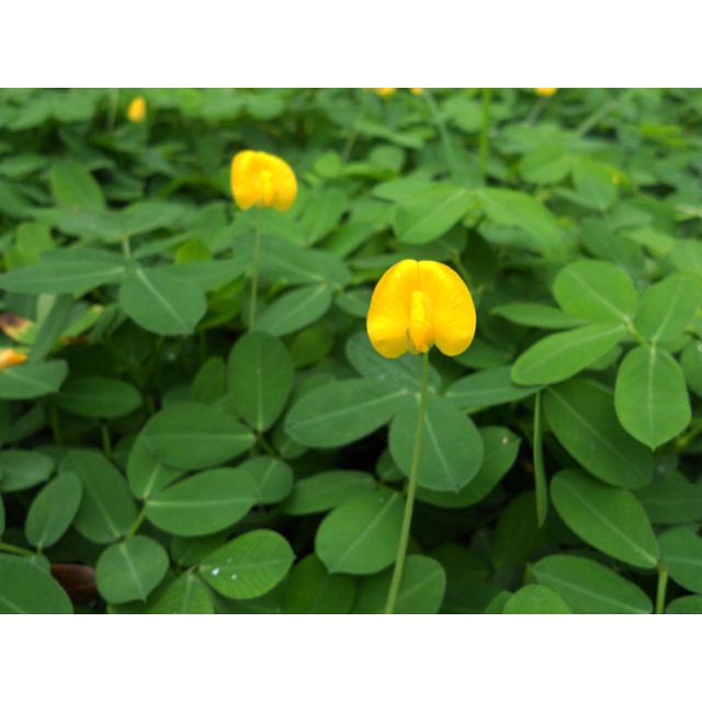 MM- Anak Pokok Kacang Pintoi / Arachis Pintoi sapling / Kekacang Pintoi ...