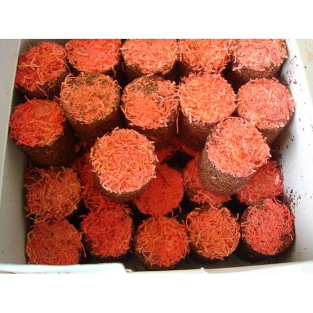 Penyala Api Untuk Aktiviti Khemah dan BBQ / Fire Starter for Camping ...