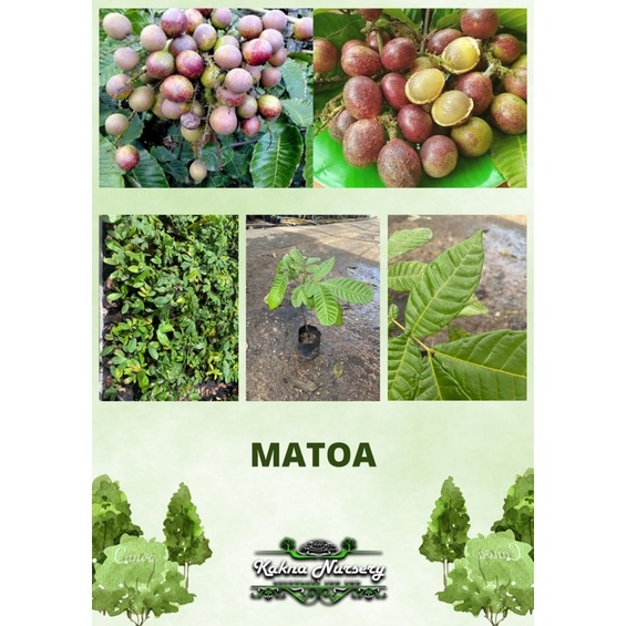 Matoa / Buah Tiga Rasa /Buah Kristal / Buah Kasai / Anak Pokok Buah ...