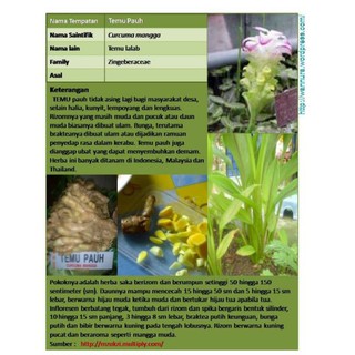 Pokok Temu Mangga, temu pauh, temu ulam, -Curcuma amada, atau mangga ...