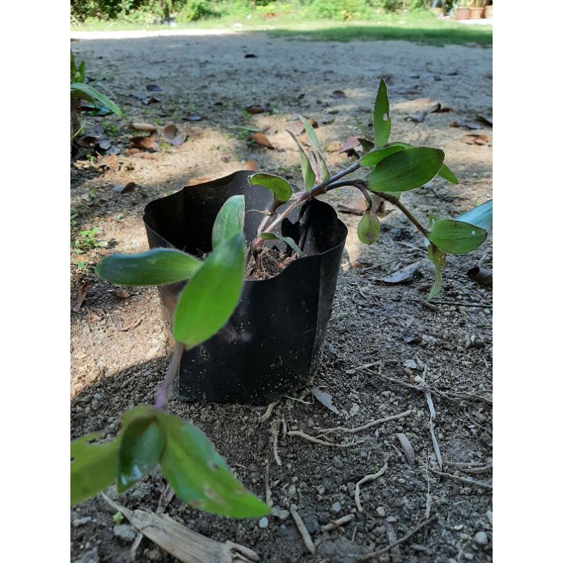 LIVE PLANT Pokok telinga kera | Shopee Malaysia