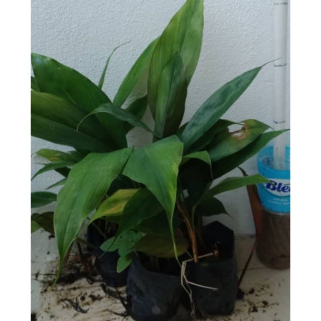 Anak Pokok Serai.Acheh | Shopee Malaysia