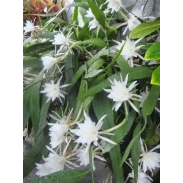 Pokok Bakawali Putih | Anak Pokok | Real Plant | Shopee Malaysia