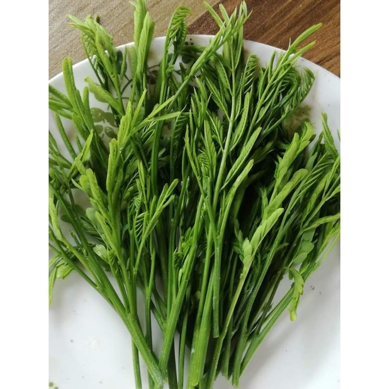 Anak pokok pucuk petai ulam/Cha Om | Shopee Malaysia